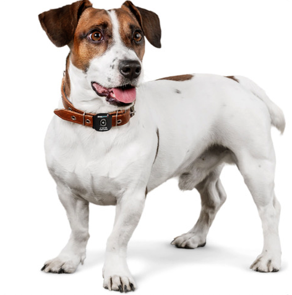 Doggone - Doggone is an innovative IT-based solution designed ...