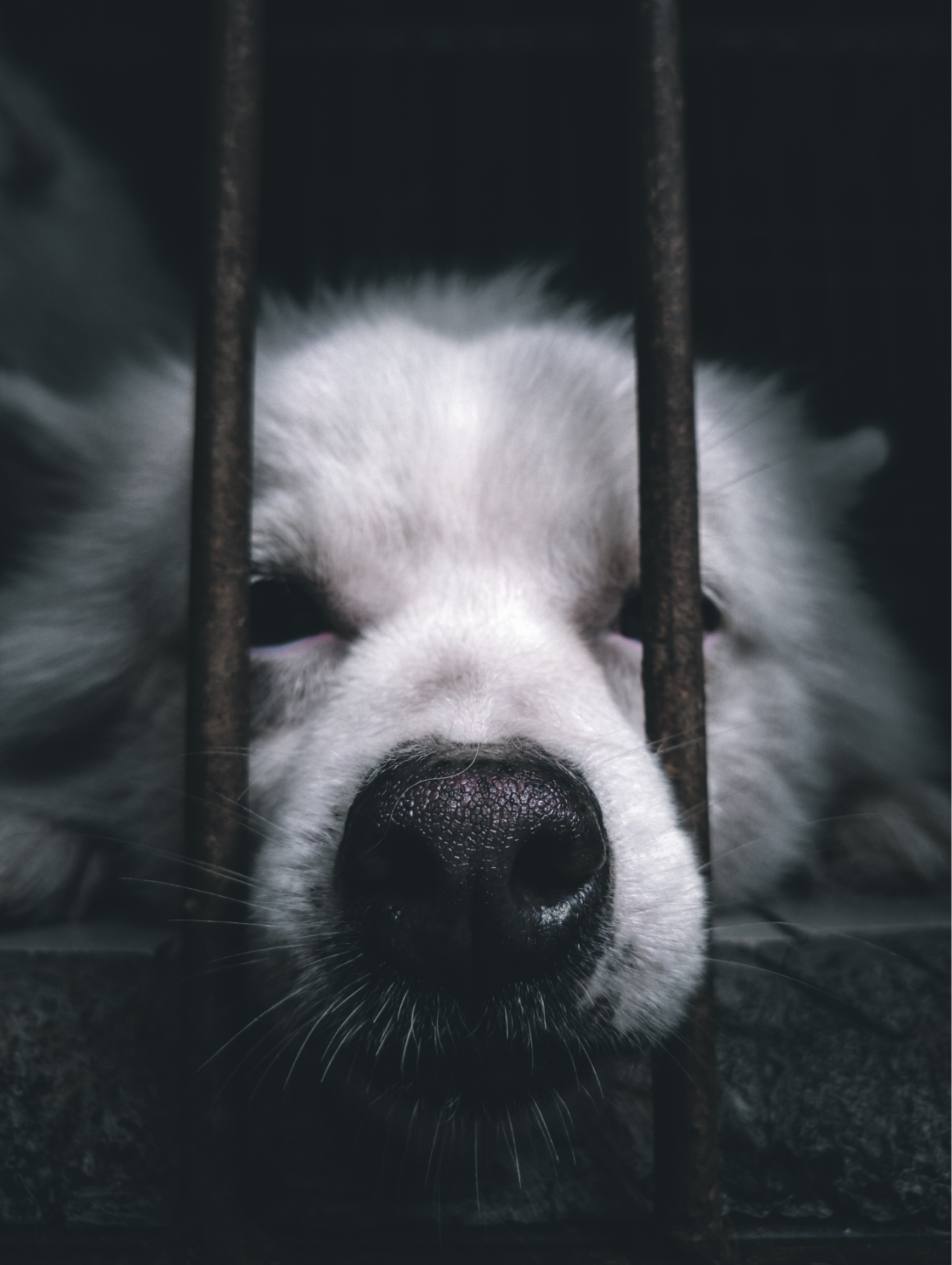 About us - Doggone
